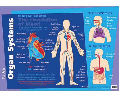 Organs Systems Chart | Educational Vantage