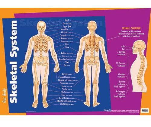 Skeletal System Chart | Educational Vantage